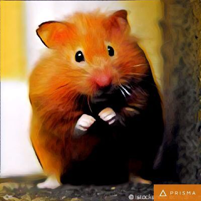 Top 5 Prisma Filters