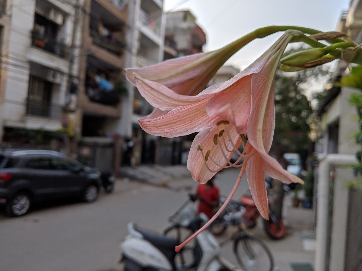 Google Pixel 3a hands-on: a cheaper Pixel with stunning camera