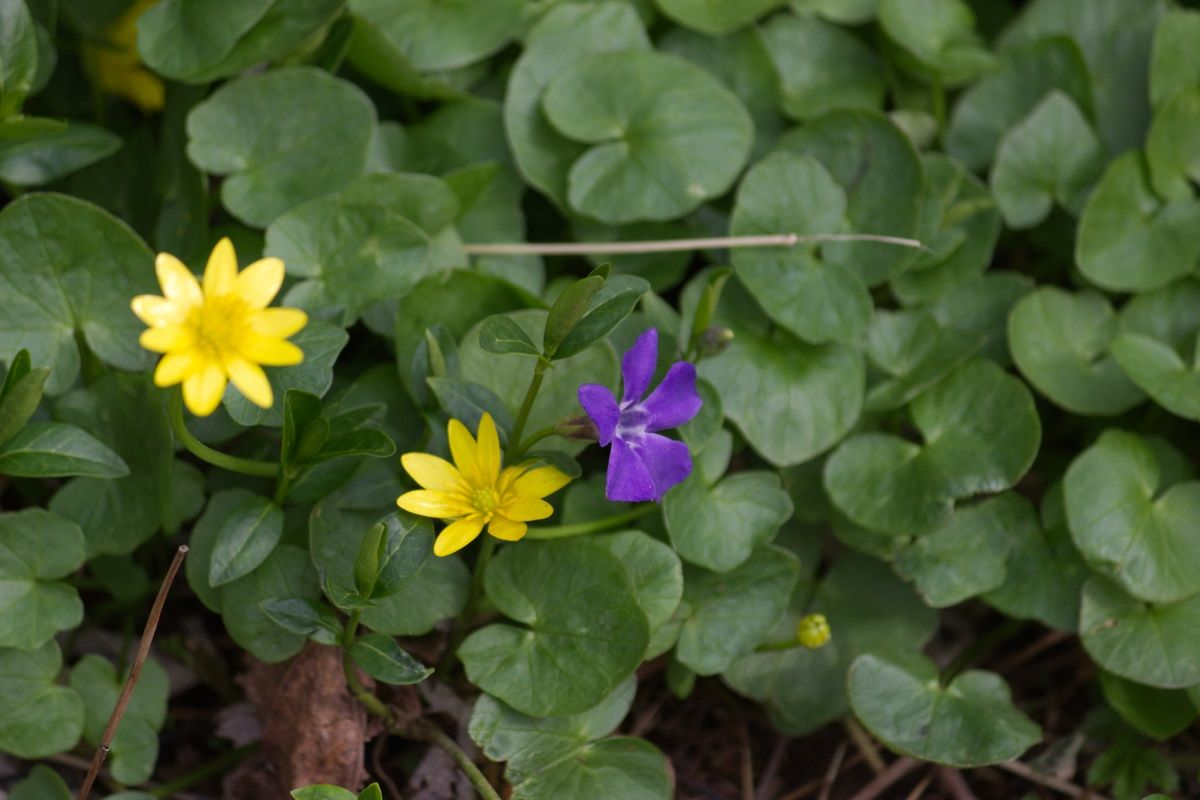 Here's a preview of the B&W Colorize feature in Google Photos