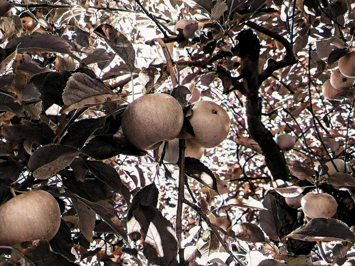 Here's a preview of the B&W Colorize feature in Google Photos