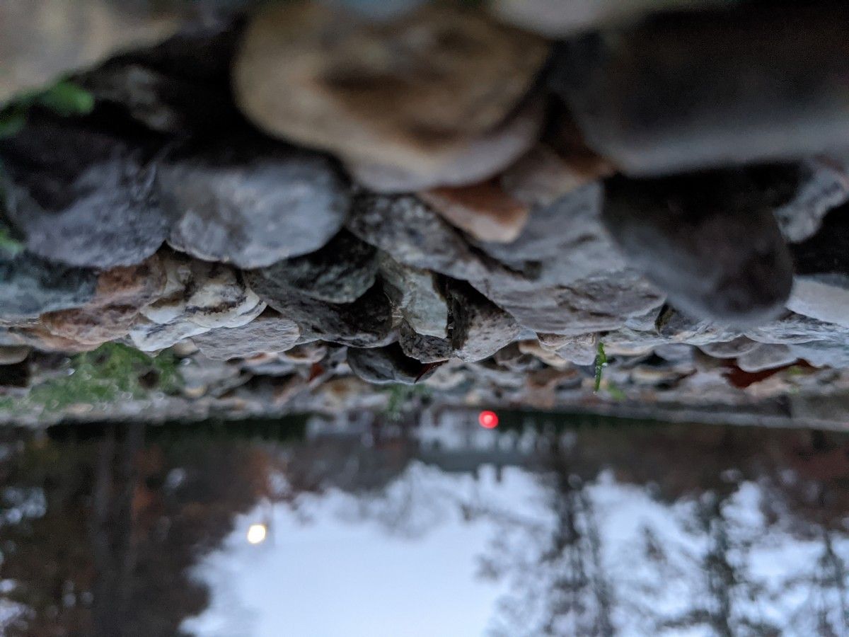 The Pixel 4 Camera Makes Google's Latest Smartphones Worth Buying