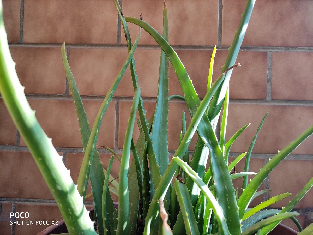 POCO X2 First Impressions: 120Hz display, 64MP quad cameras, more