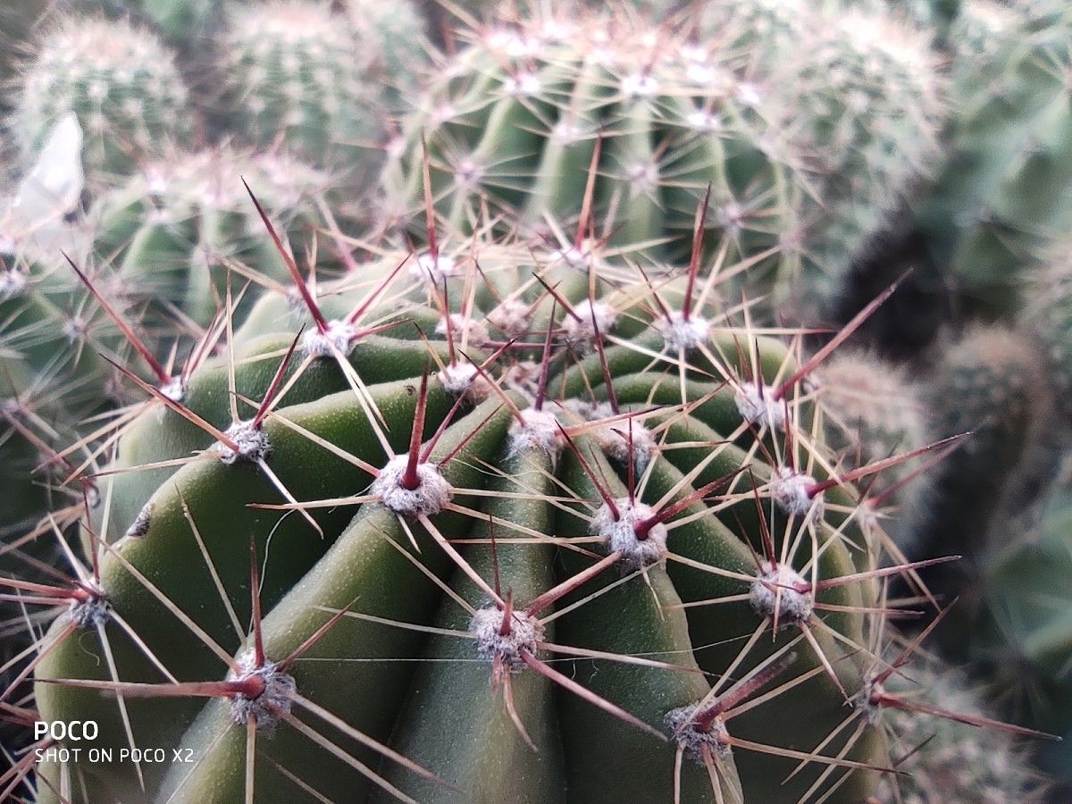 POCO X2 First Impressions: 120Hz display, 64MP quad cameras, more