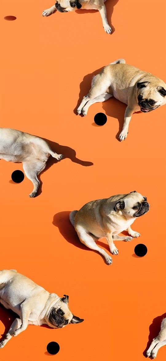 Download the Google Pixel 4a wallpapers in Full HD [2340 x 1080]