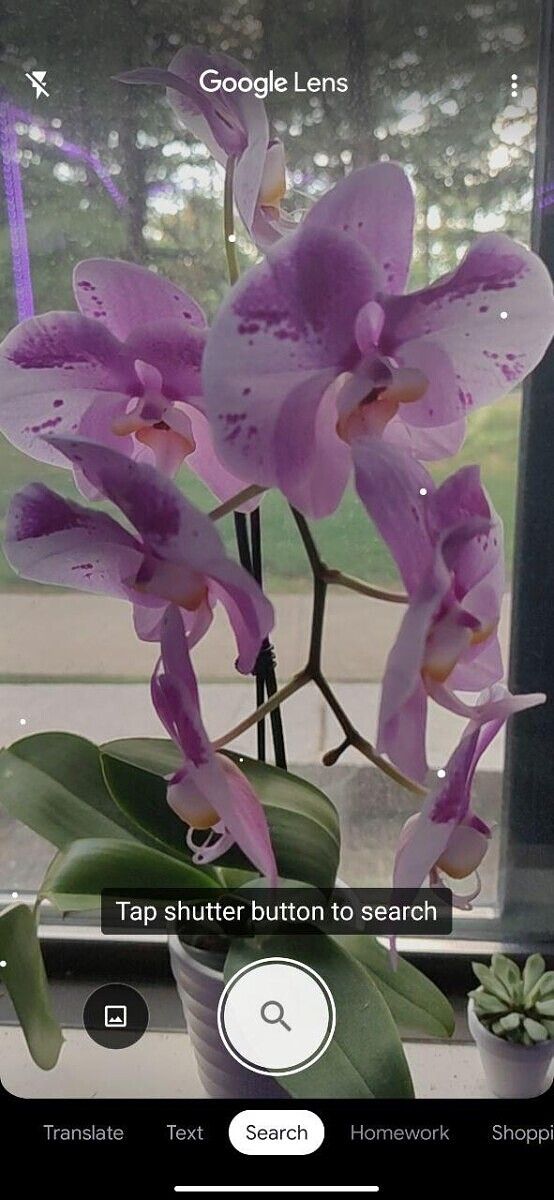 Google Lens tests a new design with easier access to the gallery