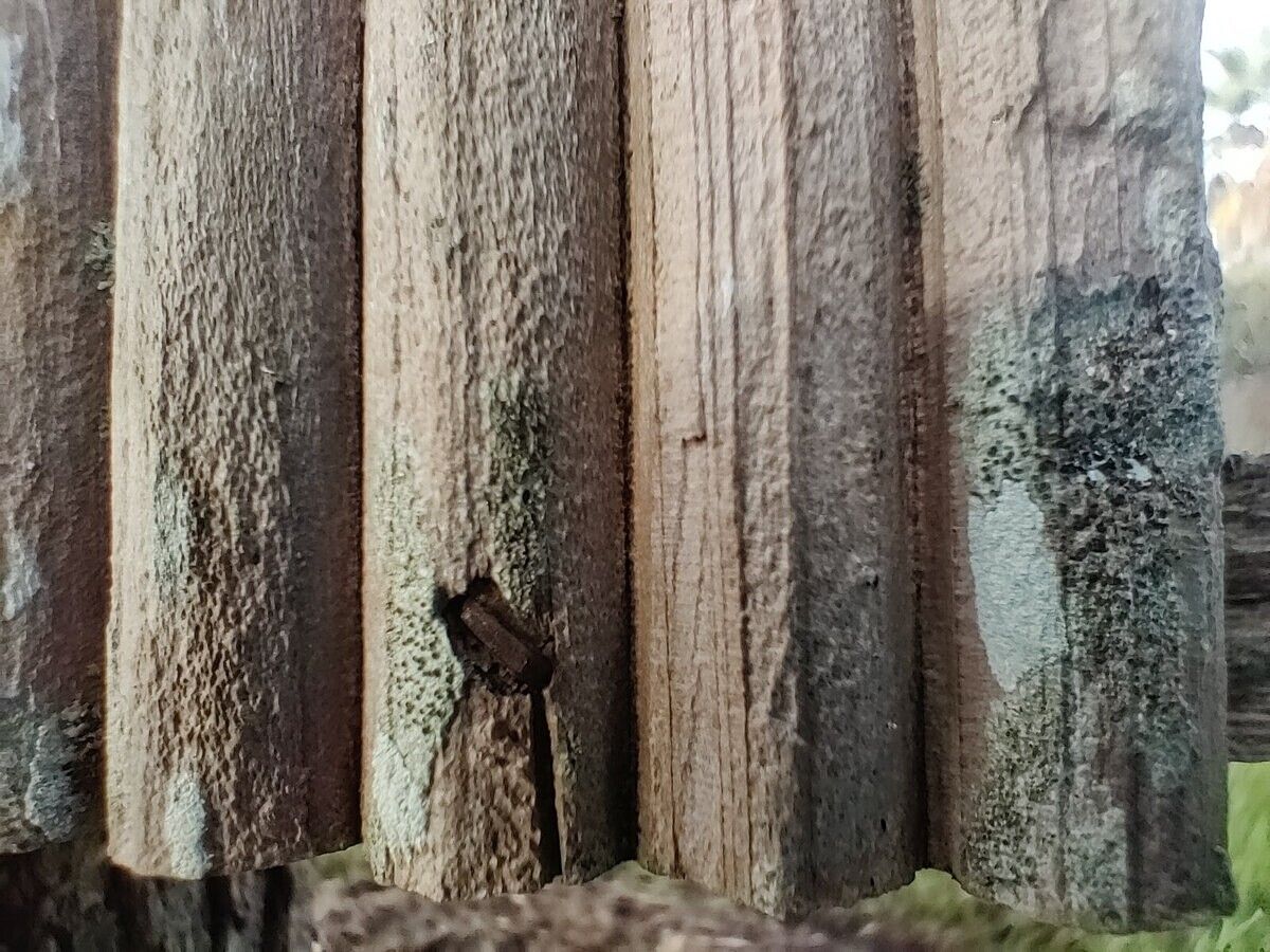 OnePlus Nord Camera Review: Are Six Cameras Enough?