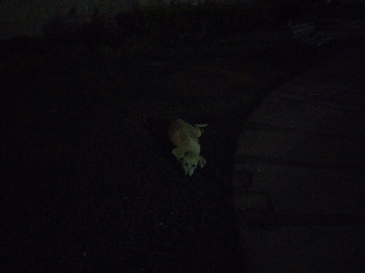 Night Mode in Google Camera Go: Democratizing Low-Light Photography