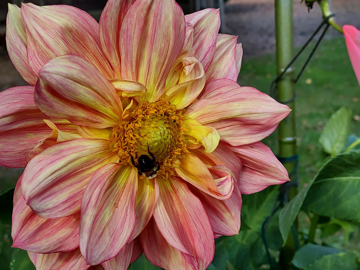 Microsoft Surface Duo 2 review: A productivity powerhouse