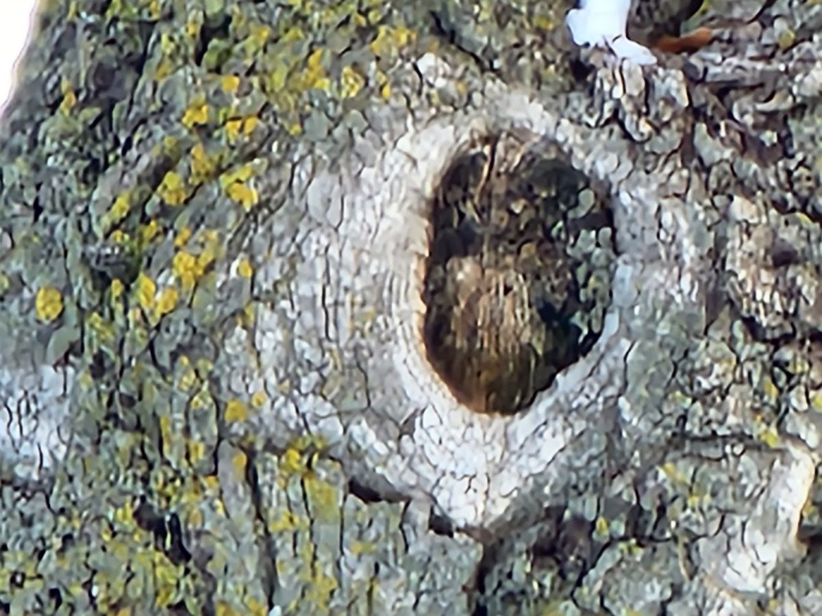 Samsung Galaxy S22 Ultra Review: A phenomenal 5-star smartphone