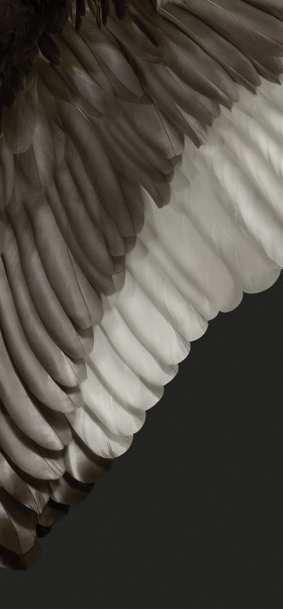 Download: Here are all the new wallpapers from the Pixel 7 & Pixel 7 Pro