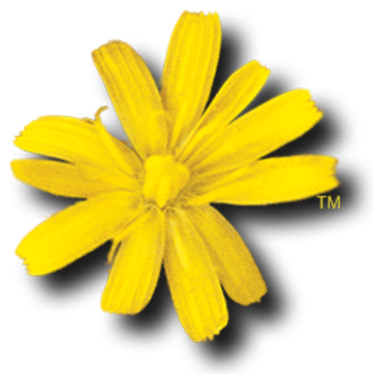 10 retro operating systems you can try out for a shot of nostalgia