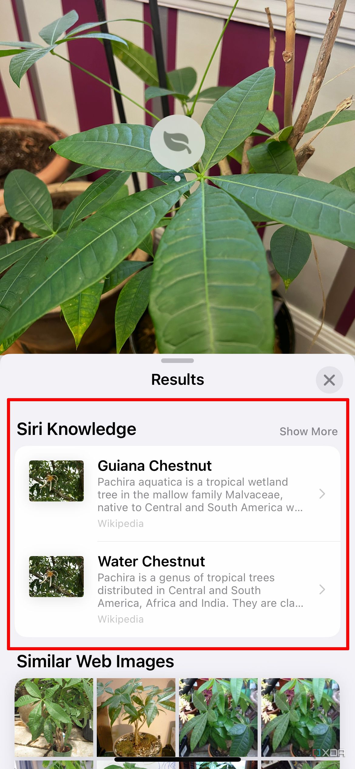 How to use Visual Look Up on iPhone